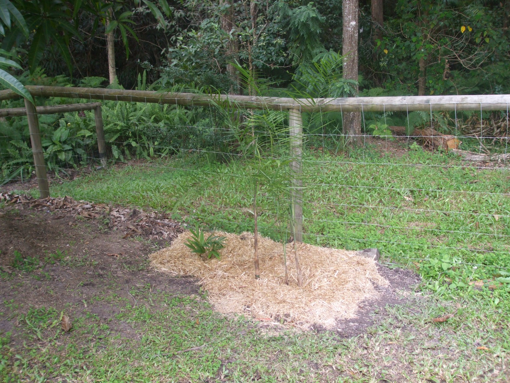 "Burrawang Mana" palm update - DISCUSSING PALM TREES WORLDWIDE - PalmTalk