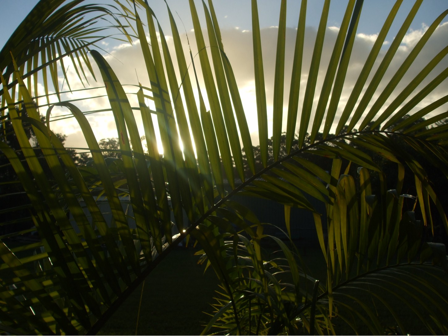 "Burrawang Mana" palm update - DISCUSSING PALM TREES WORLDWIDE - PalmTalk