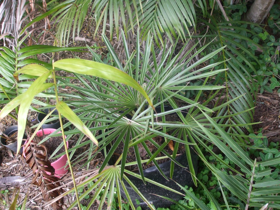 "Burrawang Mana" palm update - DISCUSSING PALM TREES WORLDWIDE - PalmTalk