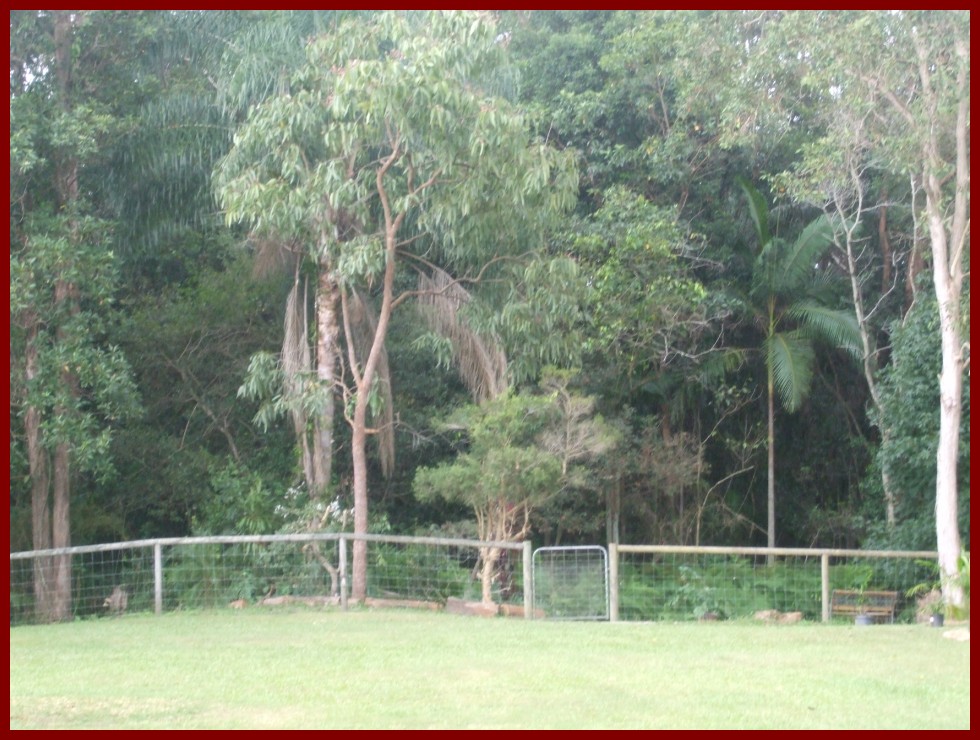 "Burrawang Mana" palm update - DISCUSSING PALM TREES WORLDWIDE - PalmTalk