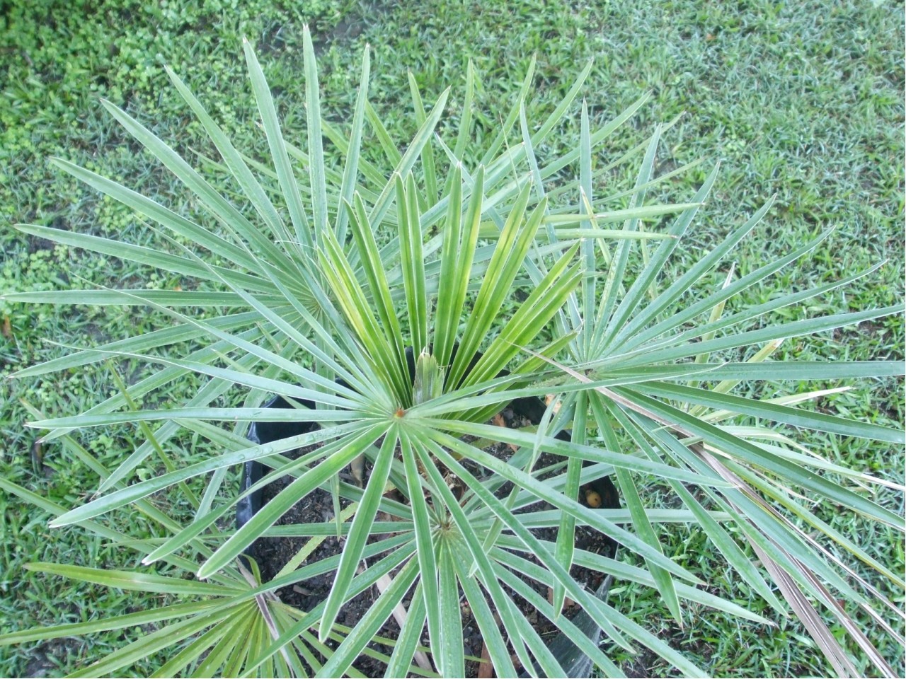 Livistona humilis - DISCUSSING PALM TREES WORLDWIDE - PalmTalk