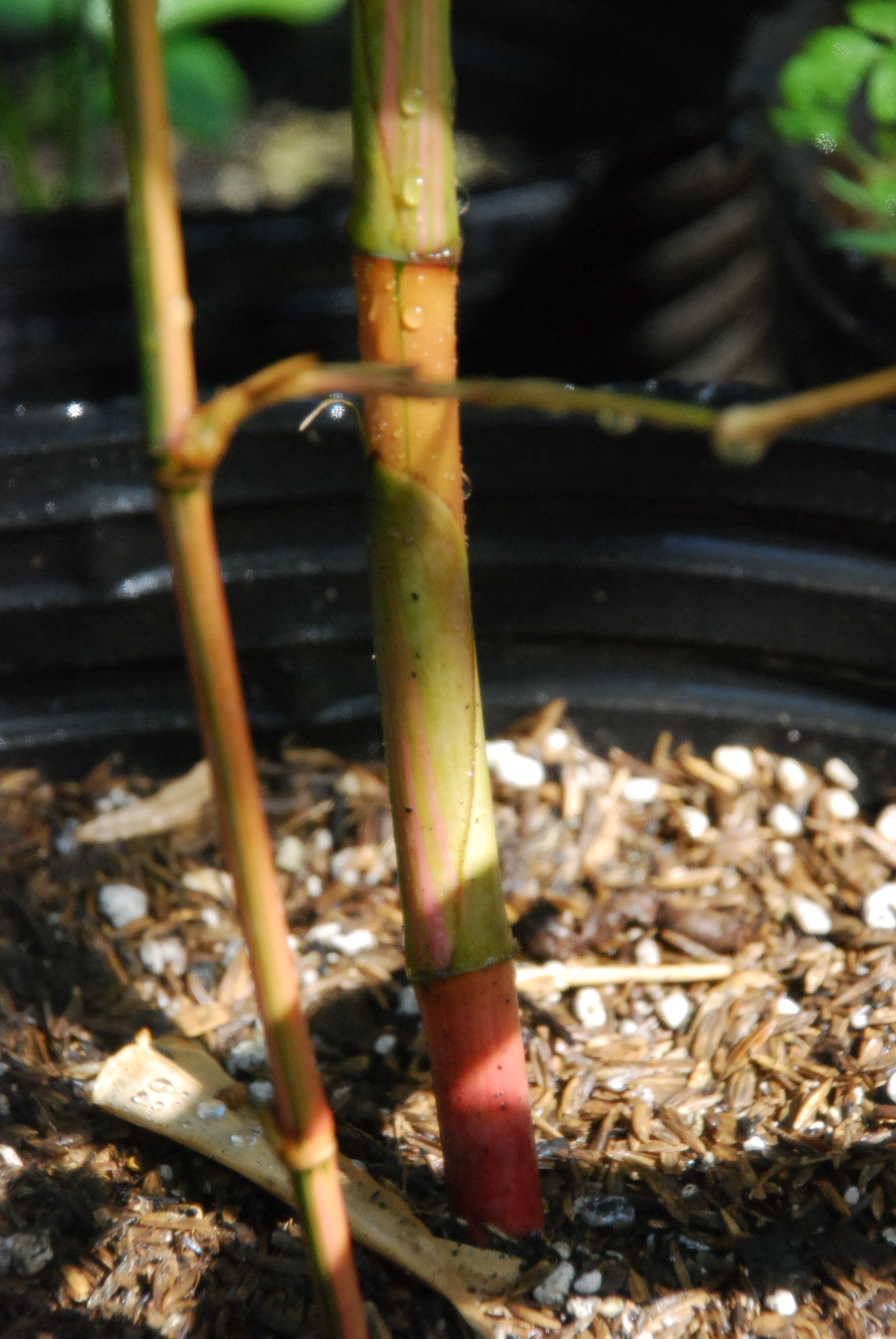 A red bamboo - TROPICAL LOOKING PLANTS - Other Than Palms - PalmTalk