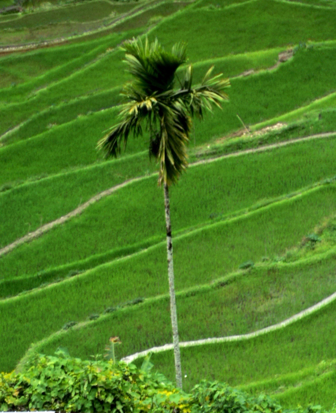 A trip to the Banawe Rice Terraces - TRAVEL LOGS - PalmTalk
