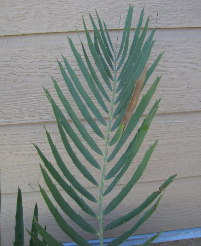 Encephalartos cupidus robustus "giant cupidus" - For Sale - PalmTalk