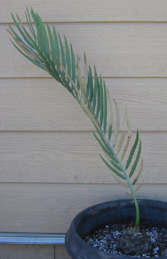 Encephalartos cupidus robustus "giant cupidus" - For Sale - PalmTalk