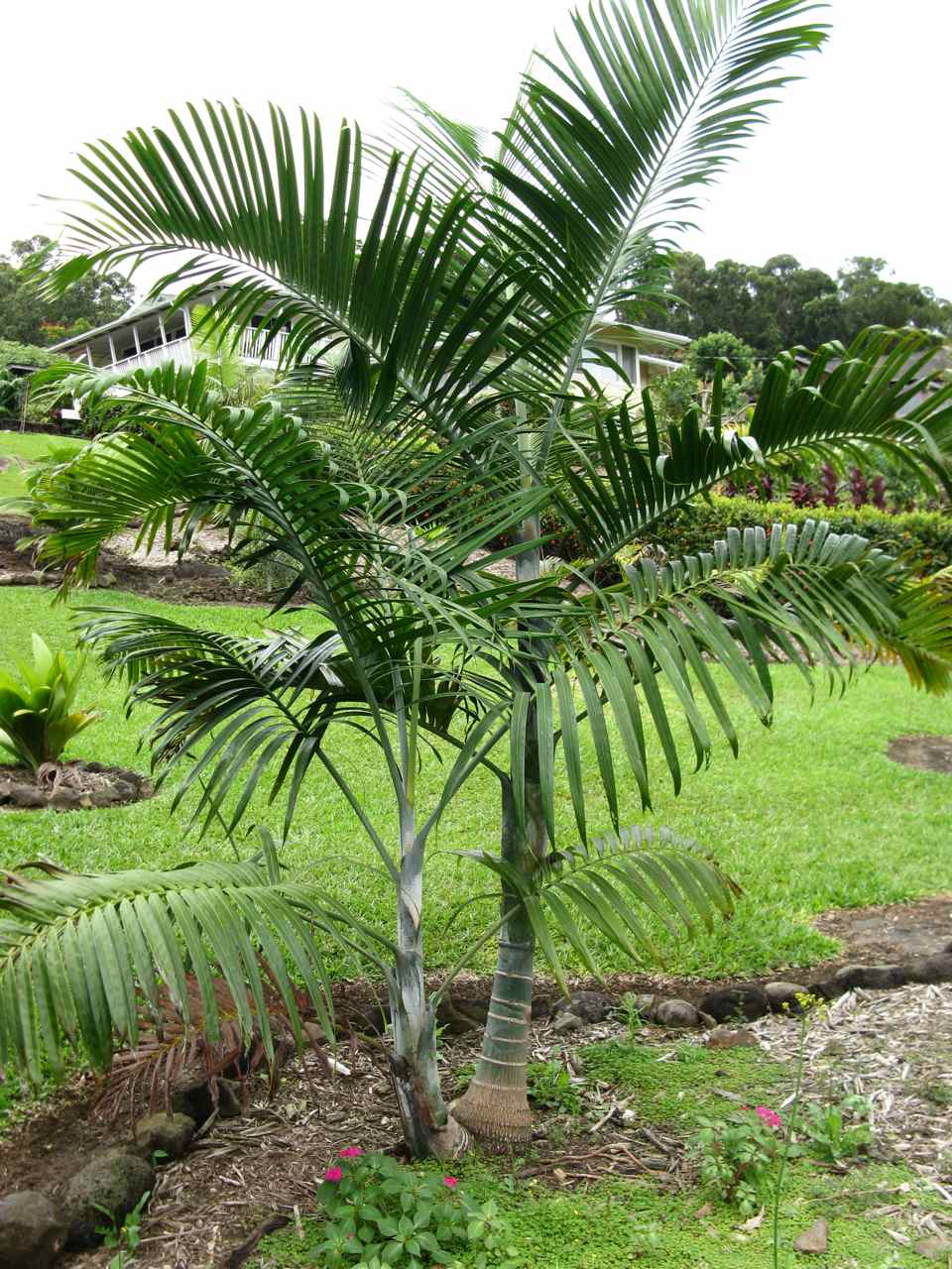 Dypsis cabadae - DISCUSSING PALM TREES WORLDWIDE - PalmTalk