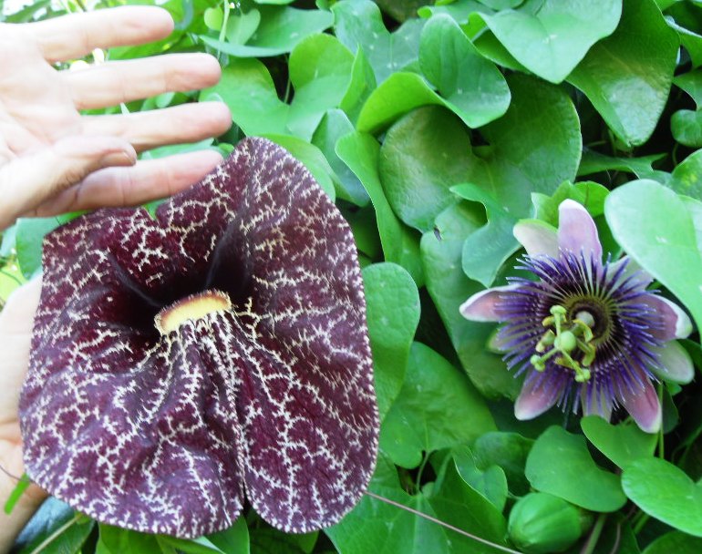 Dutchman's pipe finally blooms - TROPICAL LOOKING PLANTS - Other Than ...
