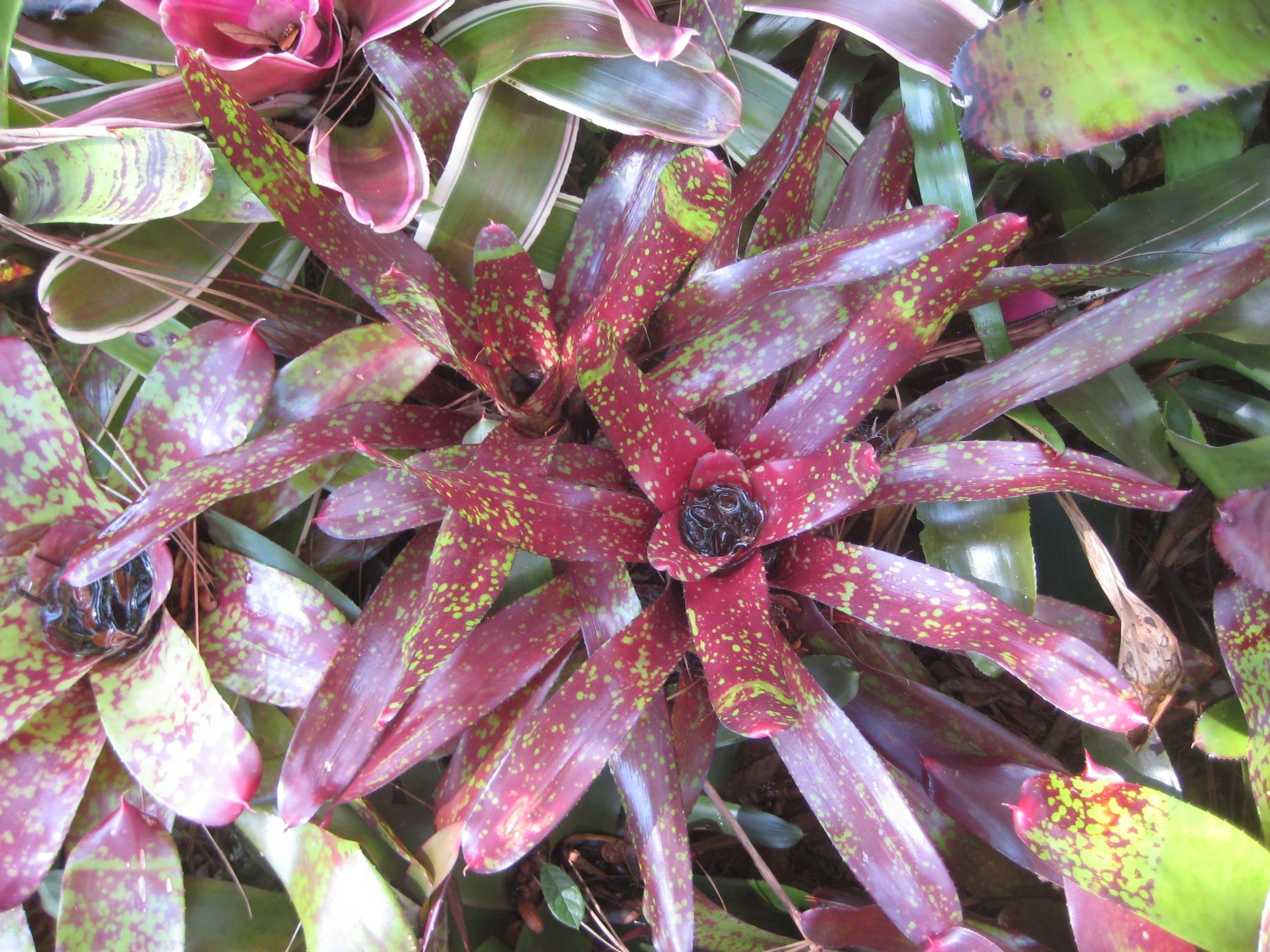 Neoregelia - TROPICAL LOOKING PLANTS - Other Than Palms - PalmTalk