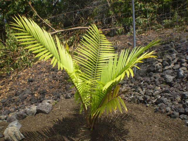 Monsters - DISCUSSING PALM TREES WORLDWIDE - PalmTalk