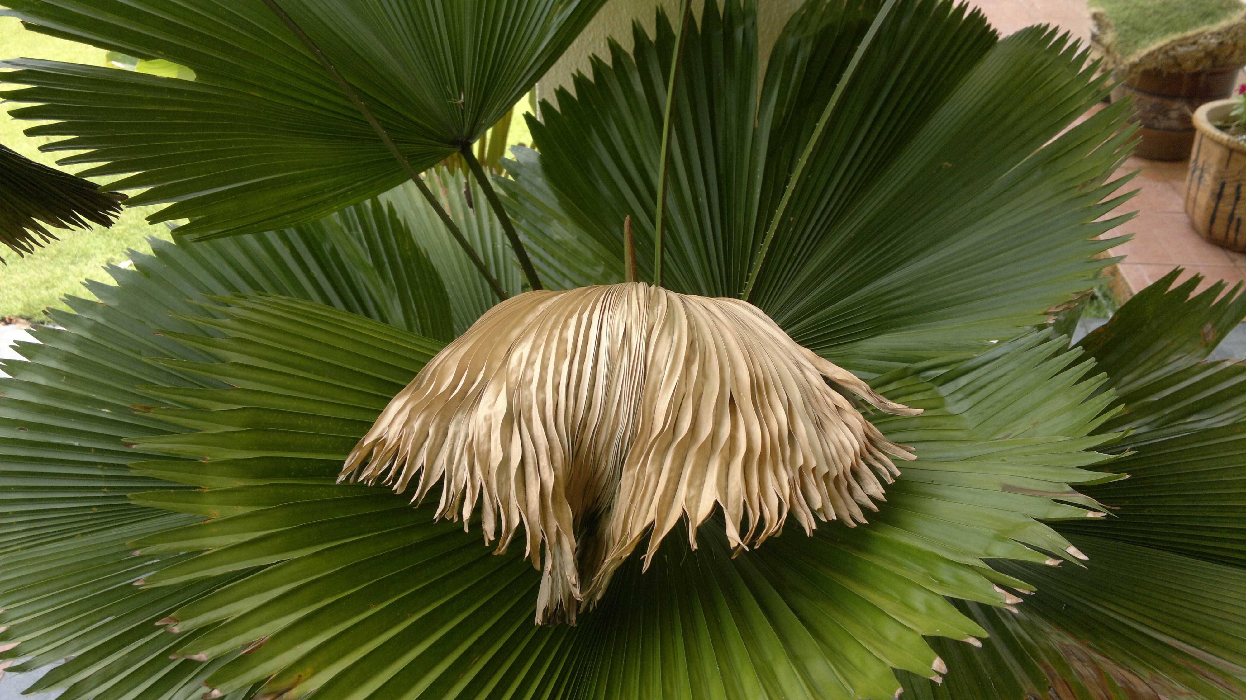 Licuala grandis/ elegans problem - DISCUSSING PALM TREES WORLDWIDE ...
