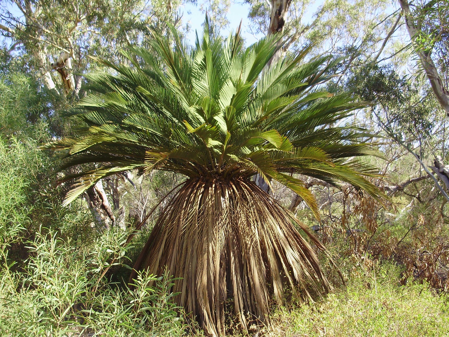 Macrozamia fraseri (sp Eneabba) - TROPICAL LOOKING PLANTS - Other Than ...