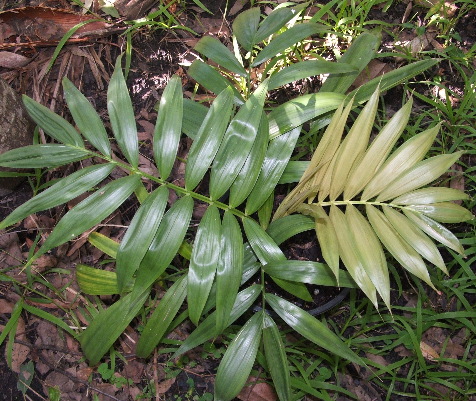 Dypsis sp ID please - DISCUSSING PALM TREES WORLDWIDE - PalmTalk
