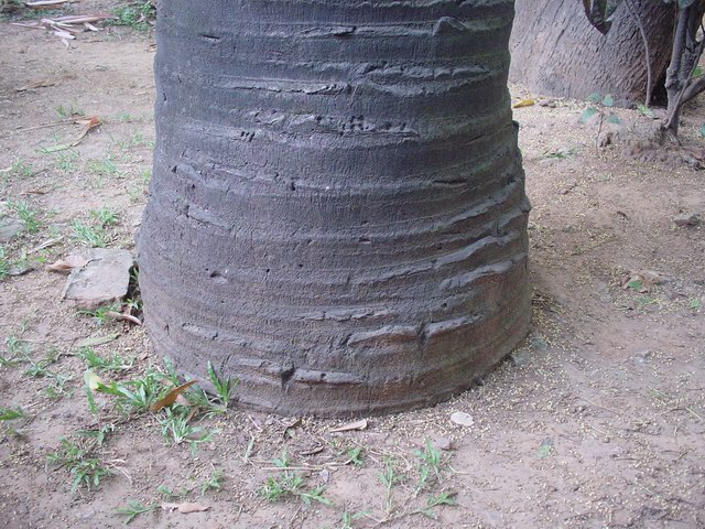 A giant self destructing palm has just flowered in Dhaka, Bangladesh ...