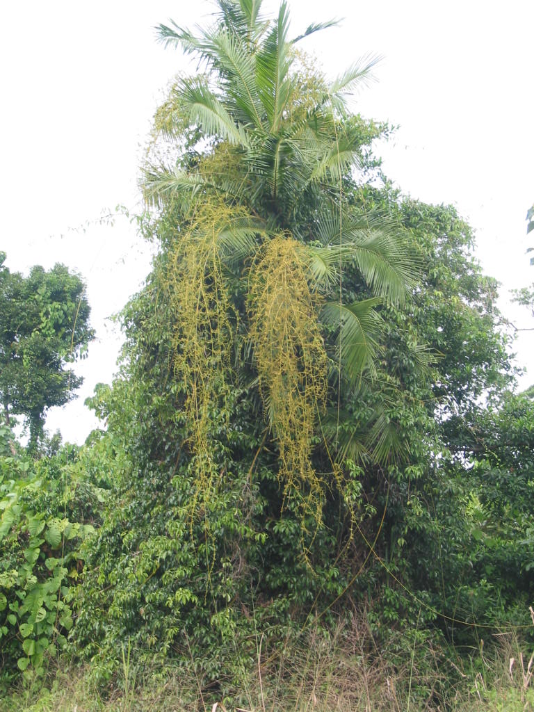 Calamus flowering in habitat . - TRAVEL LOGS - PalmTalk