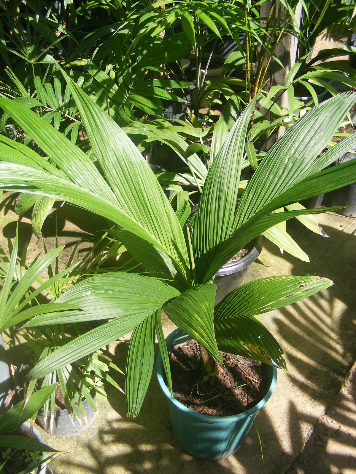 Species of Areca palm - DISCUSSING PALM TREES WORLDWIDE - PalmTalk