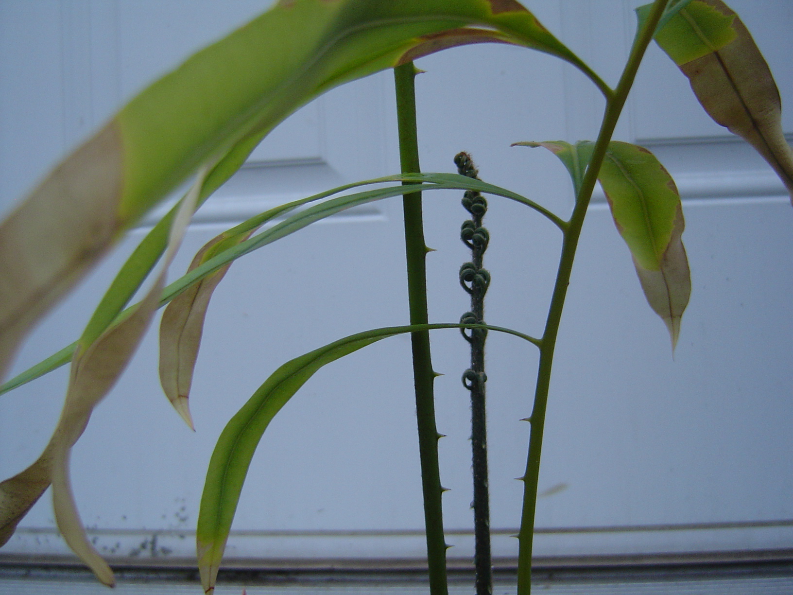 Cycas (micholitzii x revoluta) x multipinnata - TROPICAL LOOKING PLANTS ...