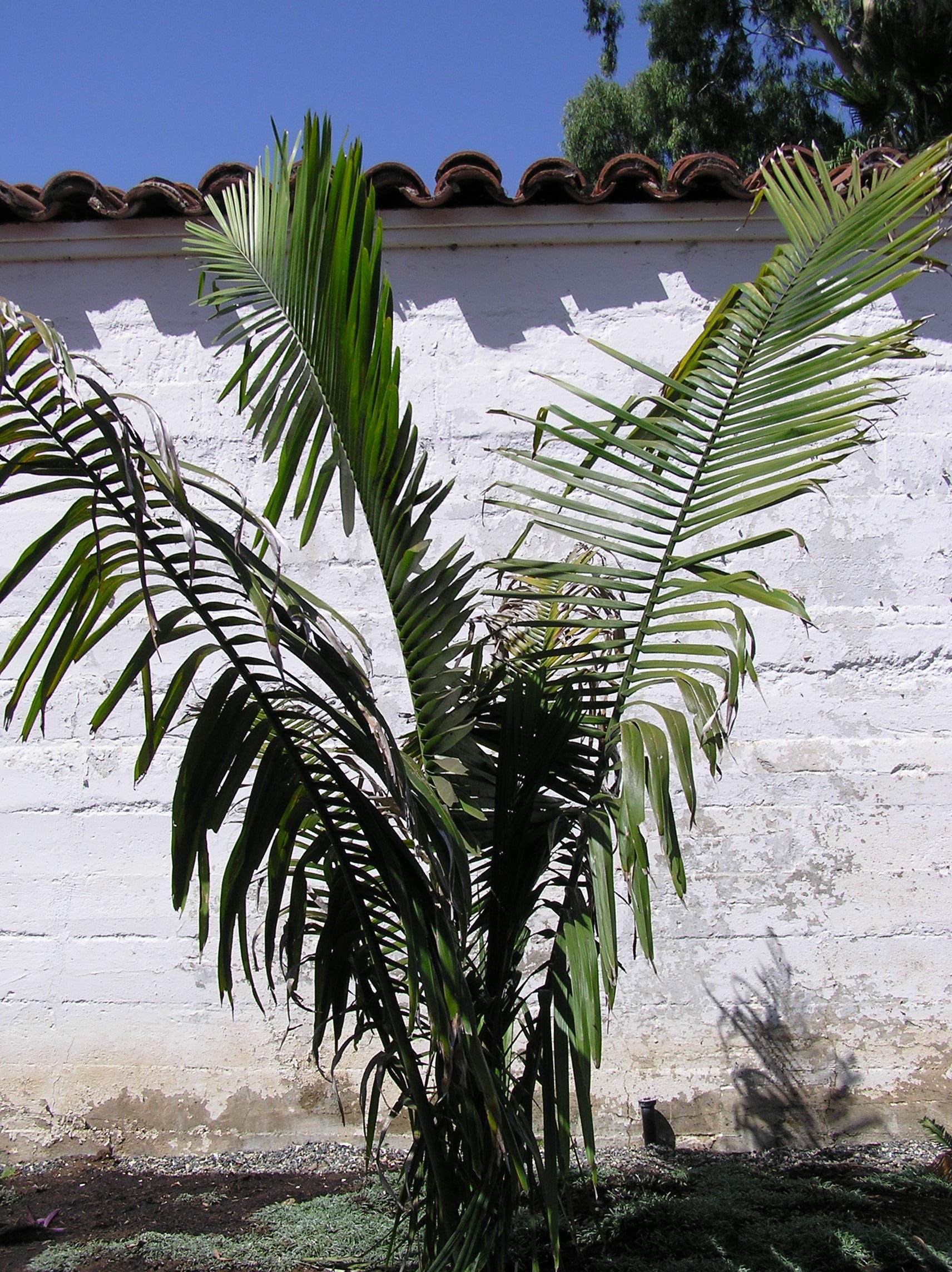 Attalea cohune in SoCal - DISCUSSING PALM TREES WORLDWIDE - PalmTalk