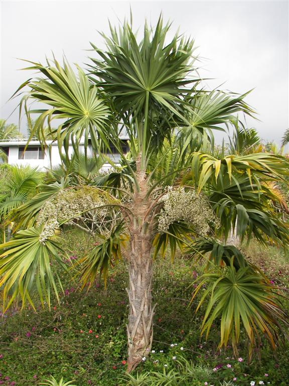 Thrinax radiata - DISCUSSING PALM TREES WORLDWIDE - PalmTalk