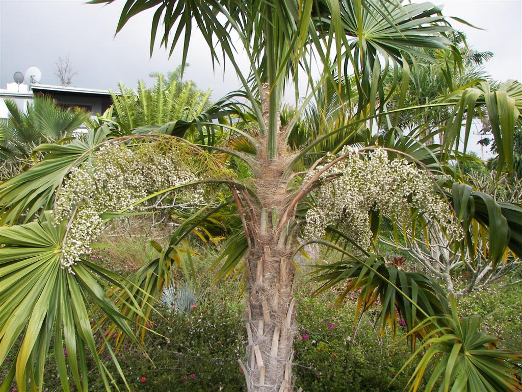 Thrinax radiata - DISCUSSING PALM TREES WORLDWIDE - PalmTalk