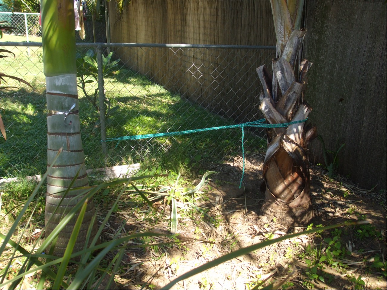 Jacksons Jungle post apocalypse - DISCUSSING PALM TREES WORLDWIDE ...