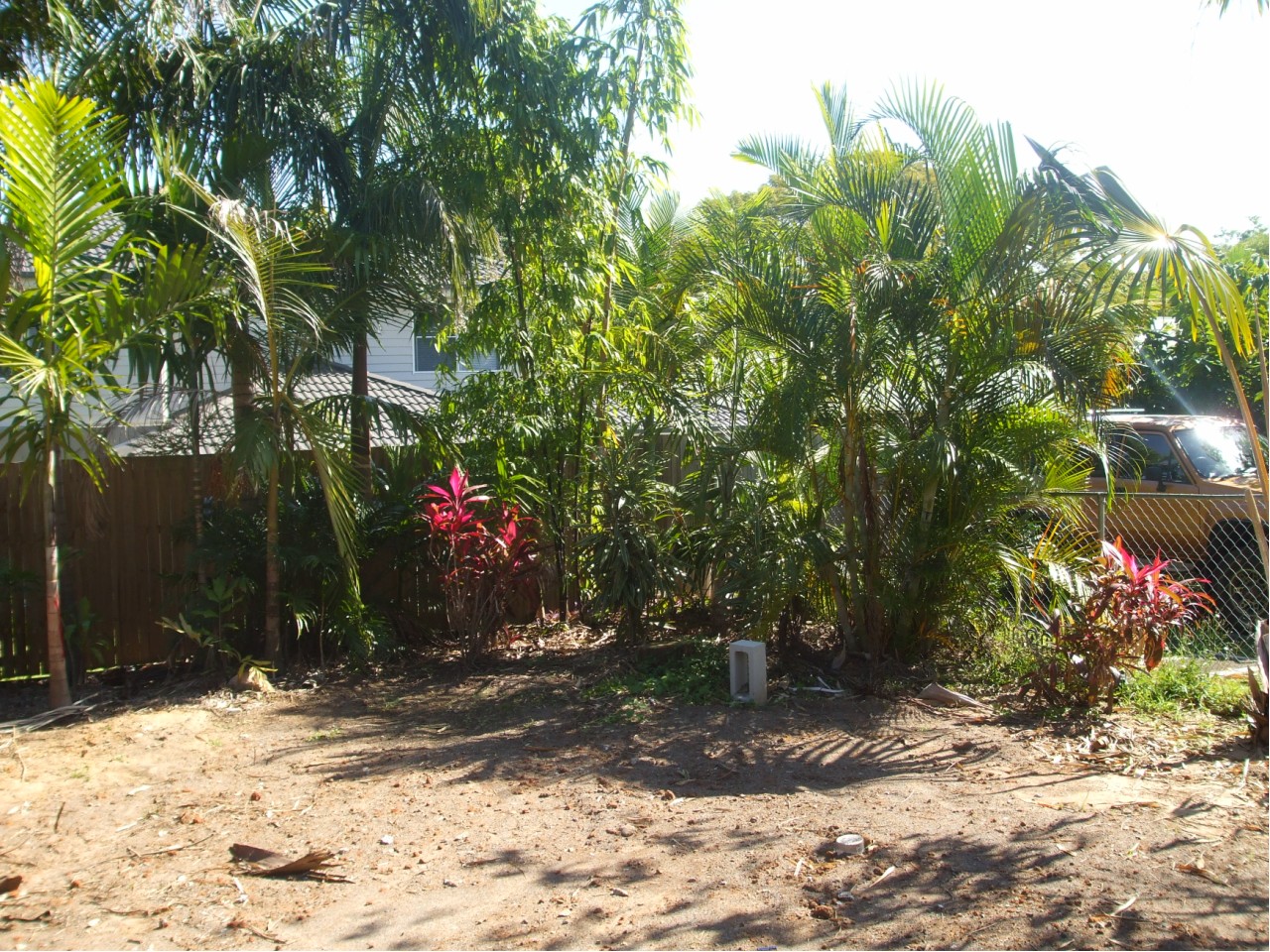 Jacksons Jungle post apocalypse - DISCUSSING PALM TREES WORLDWIDE ...