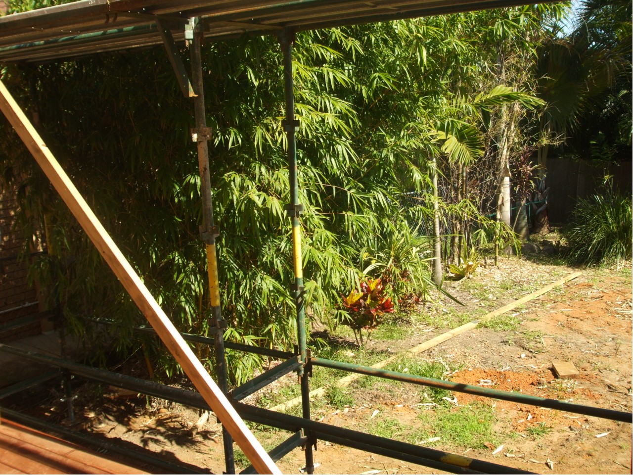 Jacksons Jungle post apocalypse - DISCUSSING PALM TREES WORLDWIDE ...