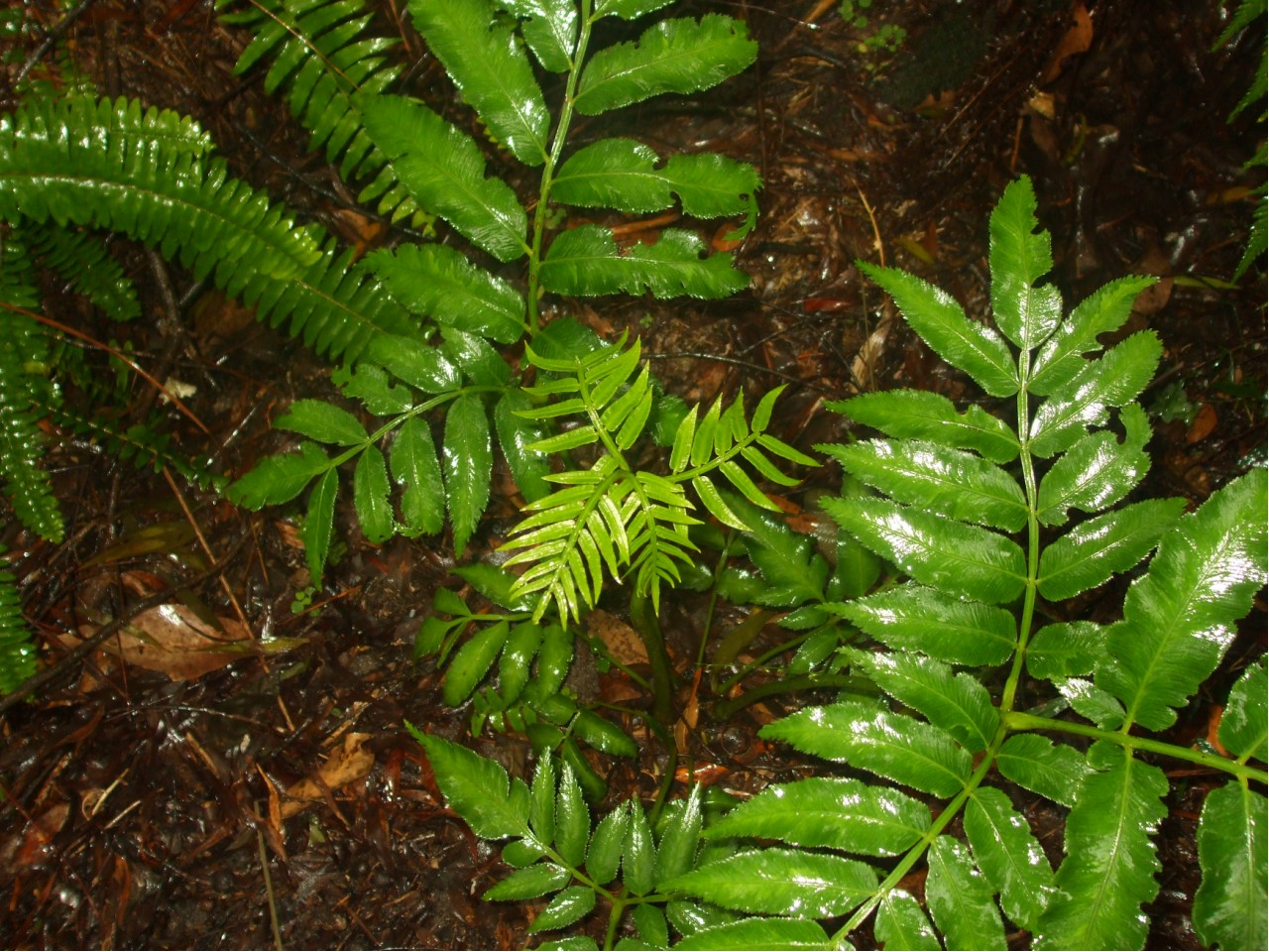 King Fern - TROPICAL LOOKING PLANTS - Other Than Palms - PalmTalk