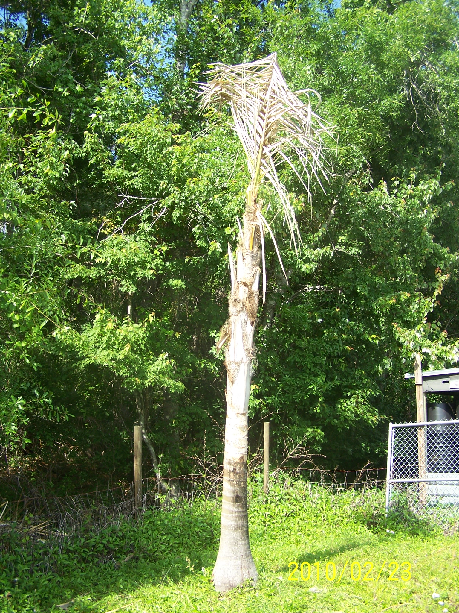 Syagrus amara - DISCUSSING PALM TREES WORLDWIDE - PalmTalk