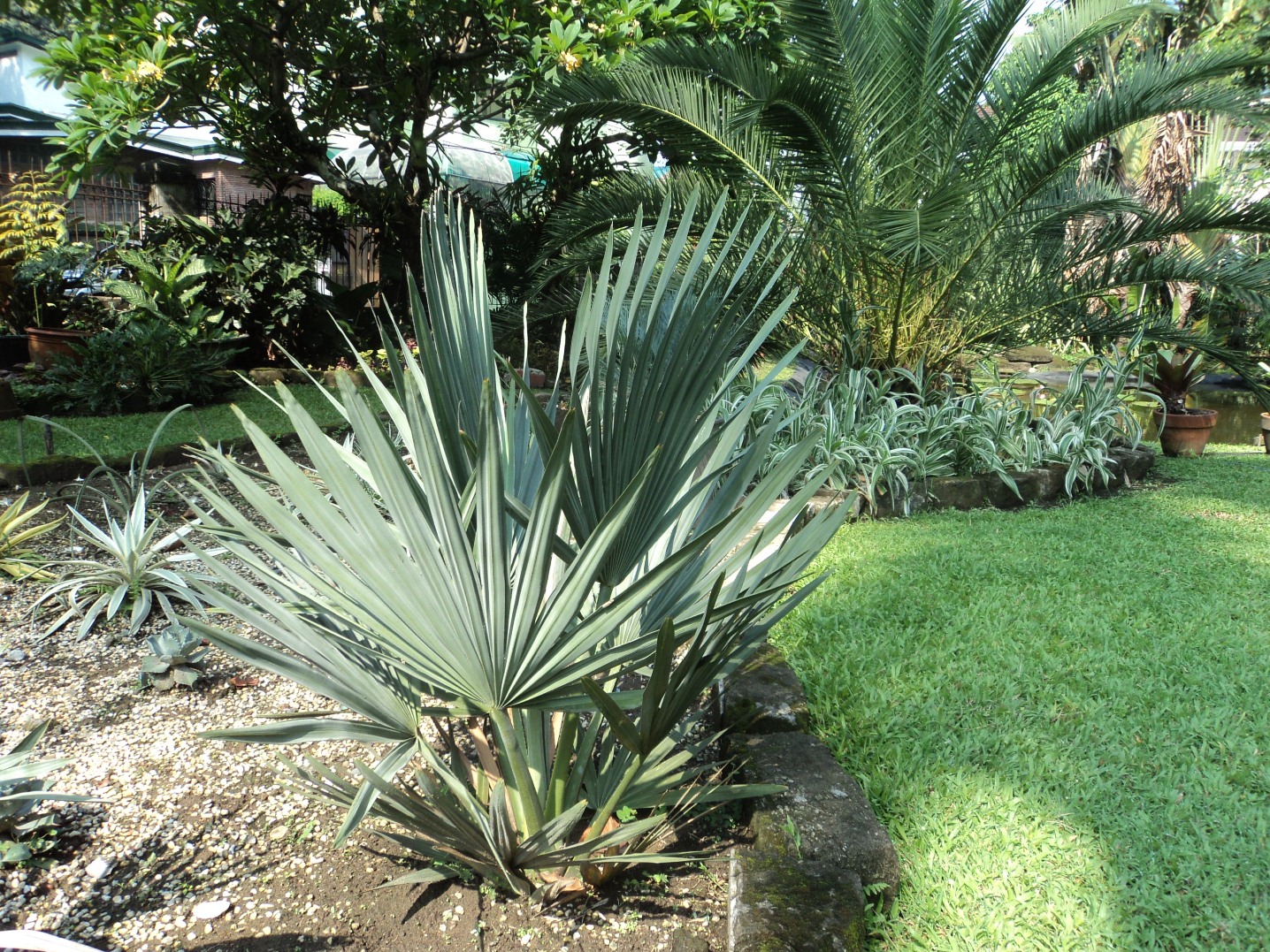 Copernicia Fallaensis - DISCUSSING PALM TREES WORLDWIDE - PalmTalk