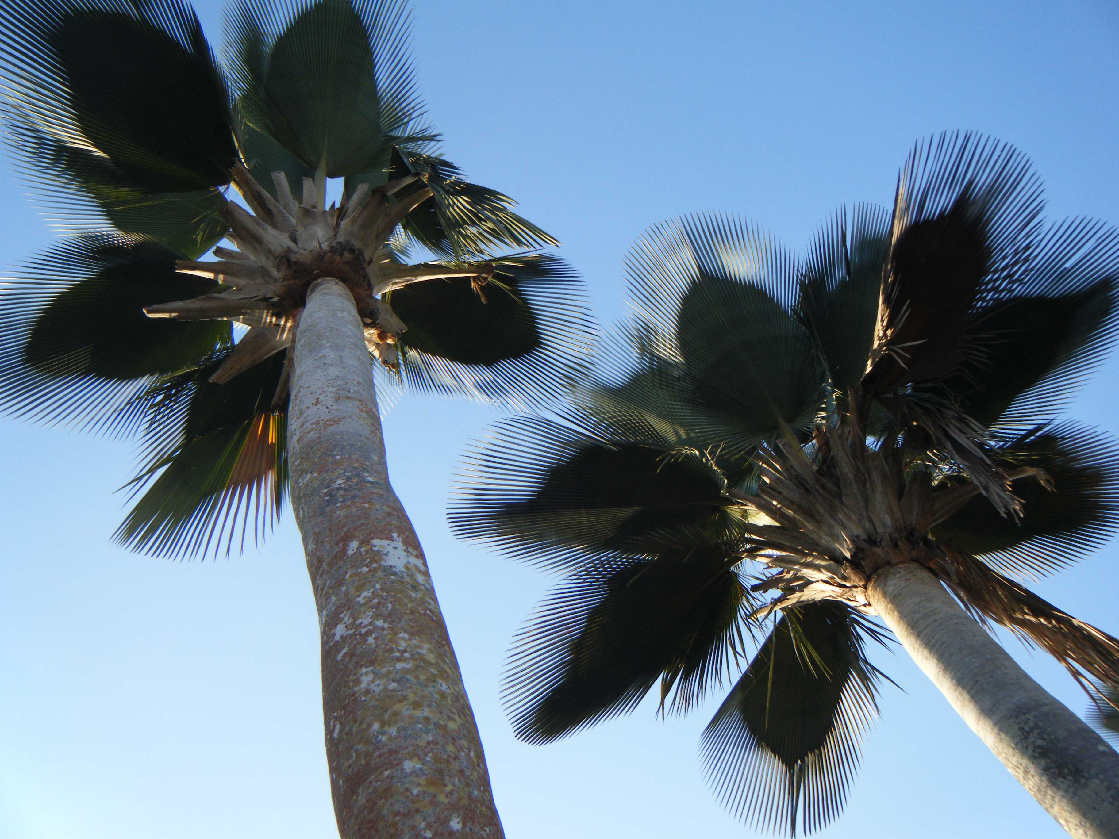 Copernicia Fallaensis - DISCUSSING PALM TREES WORLDWIDE - PalmTalk