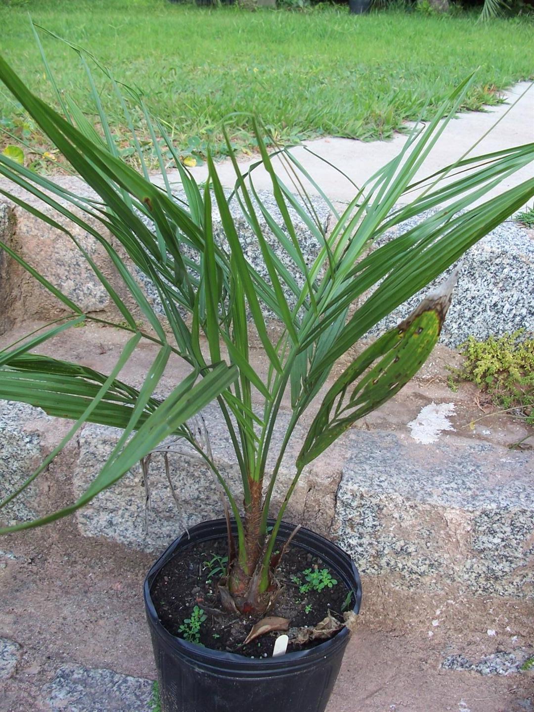 JXB V BXJ - DISCUSSING PALM TREES WORLDWIDE - PalmTalk