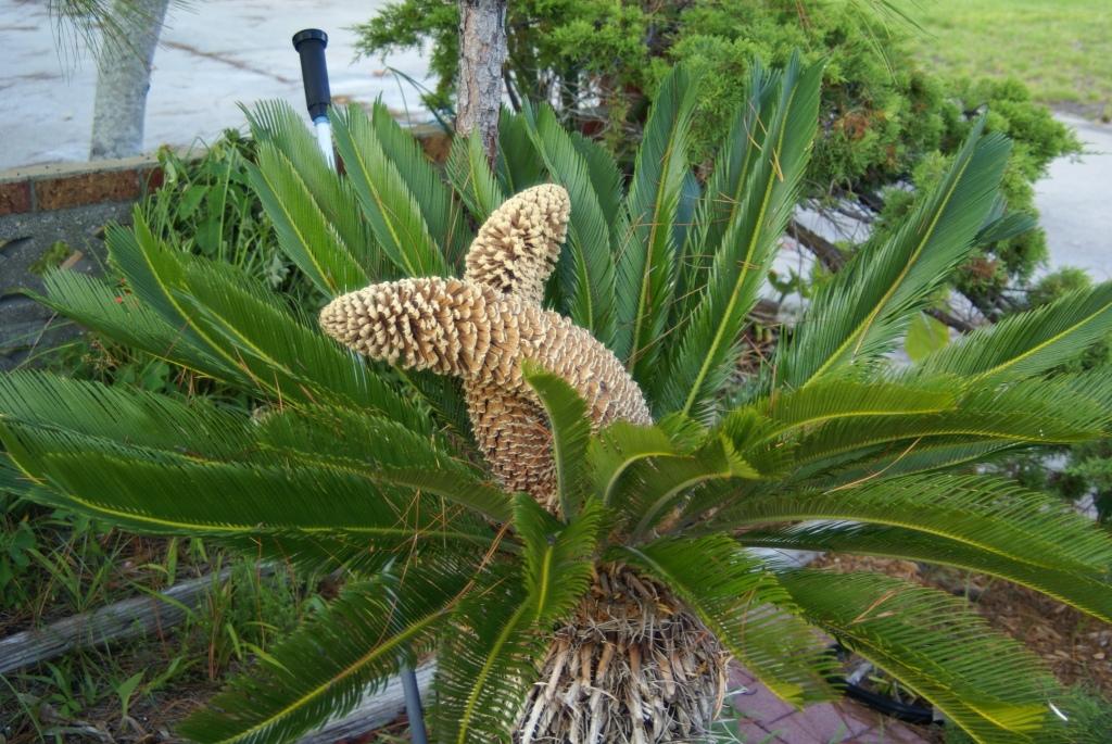 Crossing Palms - DISCUSSING PALM TREES WORLDWIDE - PalmTalk