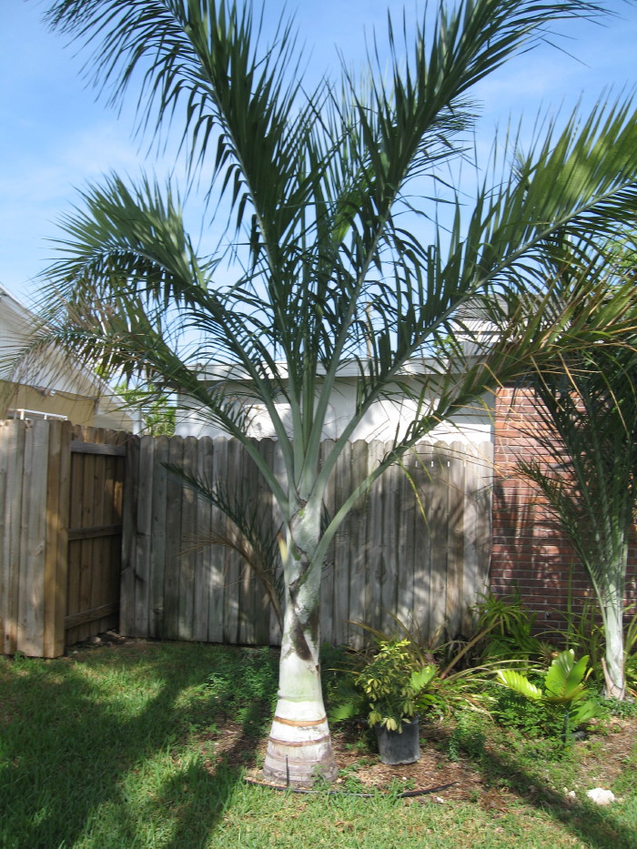 Specimen Palm Transplant Pix - DISCUSSING PALM TREES WORLDWIDE - PalmTalk