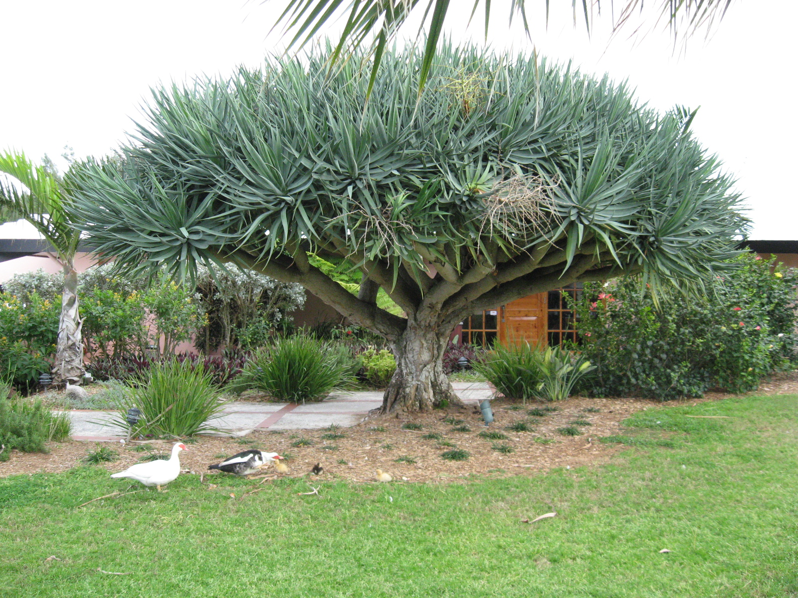 garden of pohonkelapa - DISCUSSING PALM TREES WORLDWIDE - PalmTalk