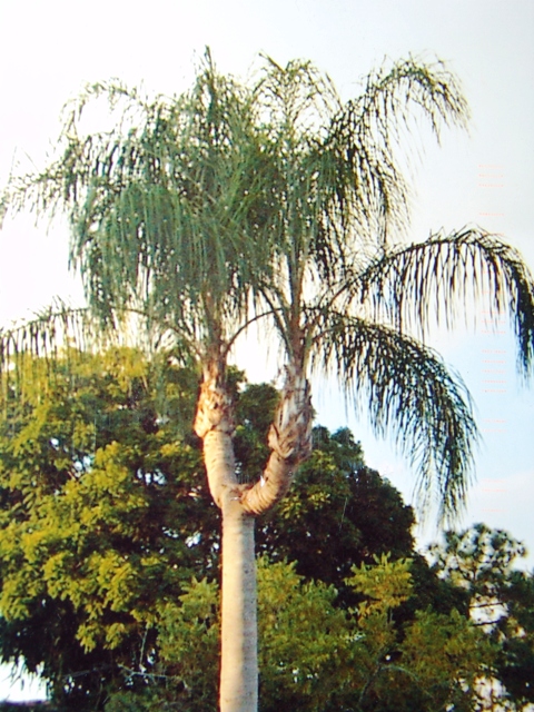 double headed queen palm. - DISCUSSING PALM TREES WORLDWIDE - PalmTalk