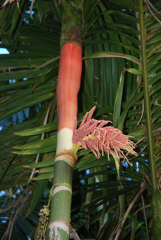Areca macrocalyx "red" - DISCUSSING PALM TREES WORLDWIDE - PalmTalk
