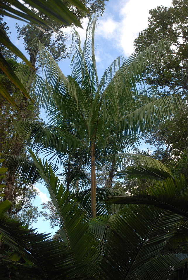 Palms with drooping leaflets - DISCUSSING PALM TREES WORLDWIDE - PalmTalk