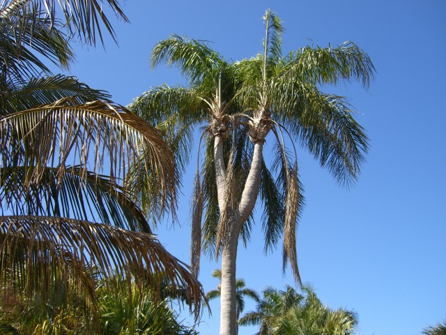 double headed queen palm. - DISCUSSING PALM TREES WORLDWIDE - PalmTalk