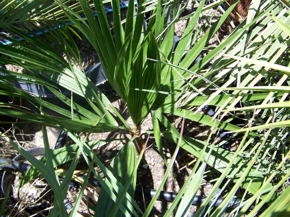 Brahea 'Super Silver' just planted - DISCUSSING PALM TREES WORLDWIDE ...