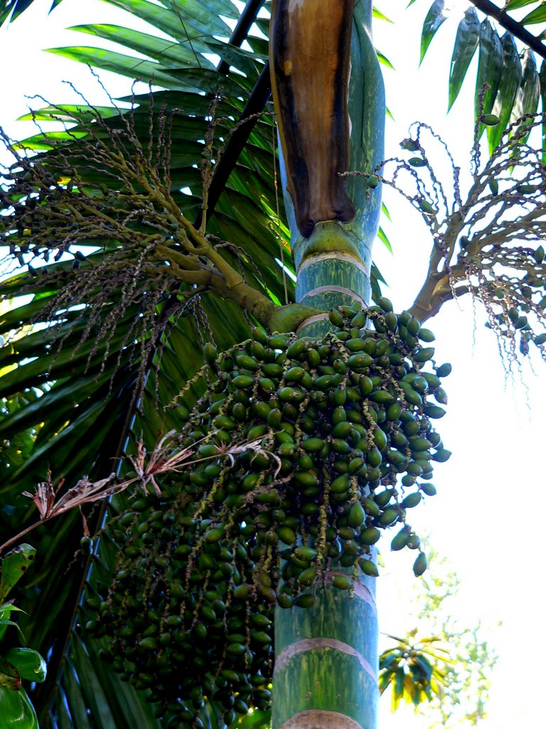 Chambeyronia 'Watermelon' - DISCUSSING PALM TREES WORLDWIDE - PalmTalk