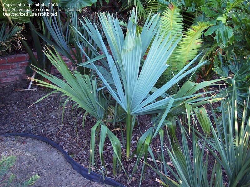 Sabal yapa or mauritiiformis??? - DISCUSSING PALM TREES WORLDWIDE ...