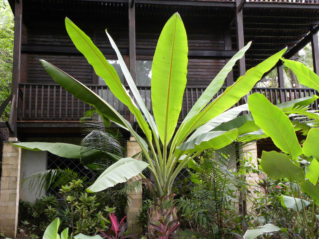 Musa and Ensete - TROPICAL LOOKING PLANTS - Other Than Palms - PalmTalk