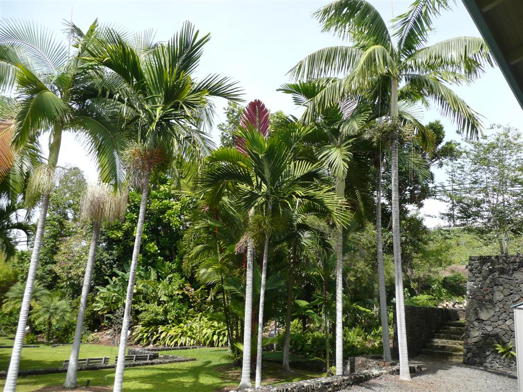 Palms with drooping leaflets - DISCUSSING PALM TREES WORLDWIDE - PalmTalk