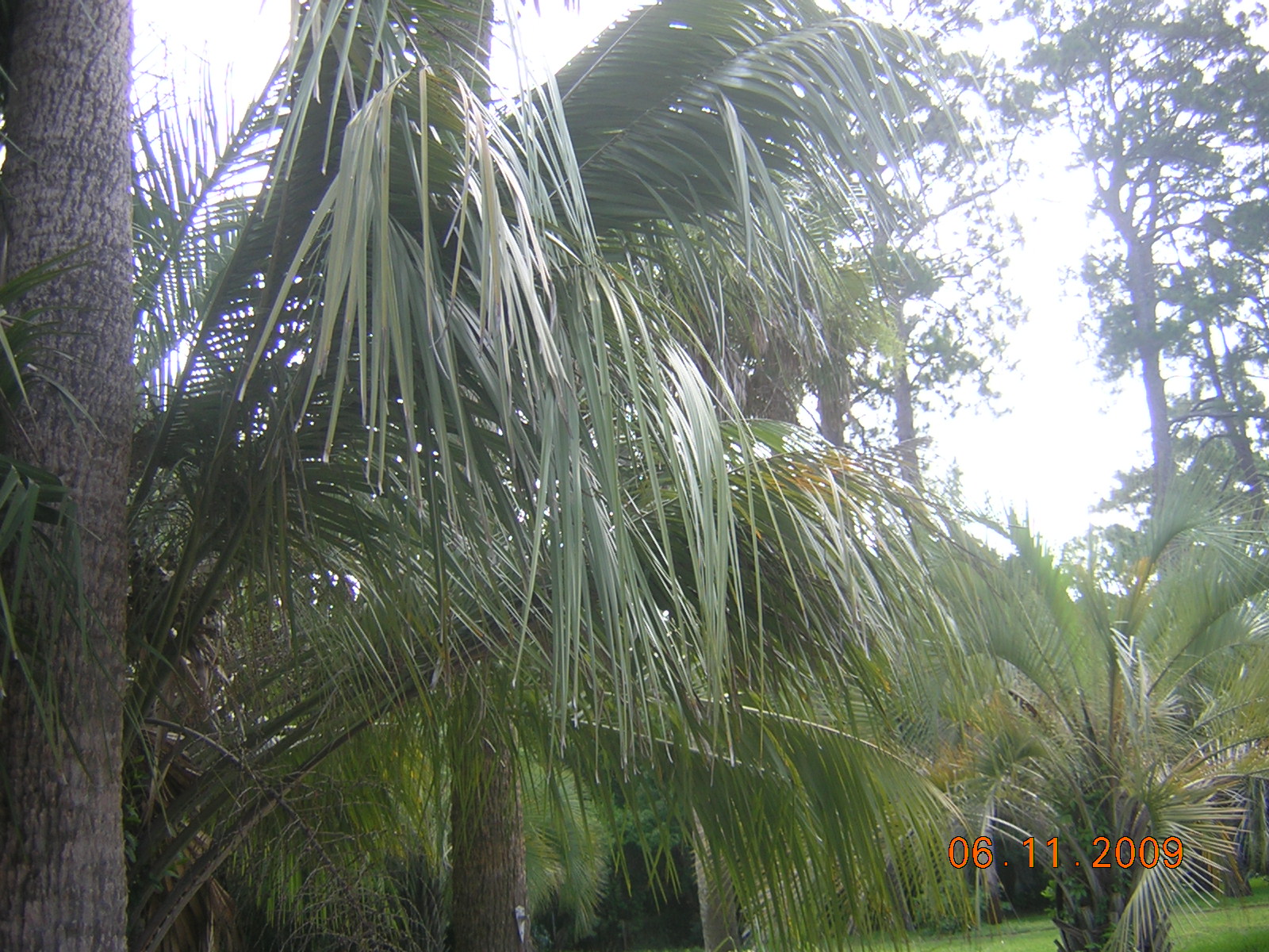 Palms with drooping leaflets - DISCUSSING PALM TREES WORLDWIDE - PalmTalk