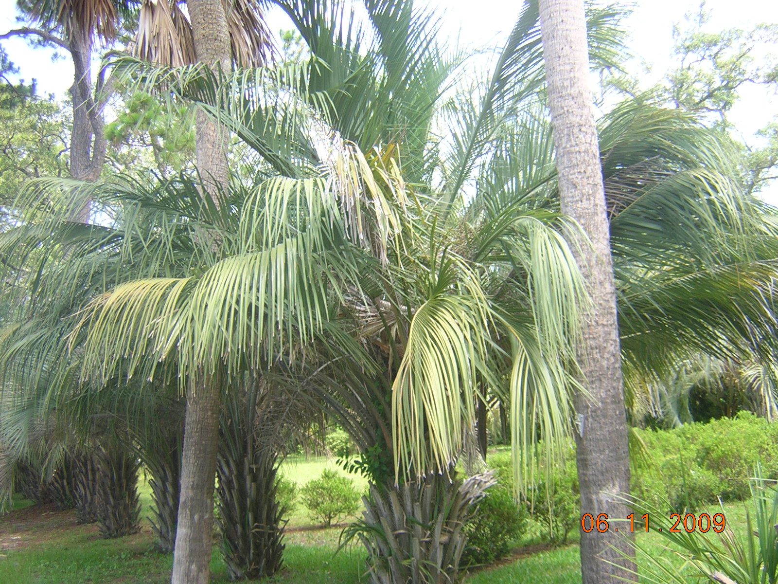 Palms with drooping leaflets - DISCUSSING PALM TREES WORLDWIDE - PalmTalk