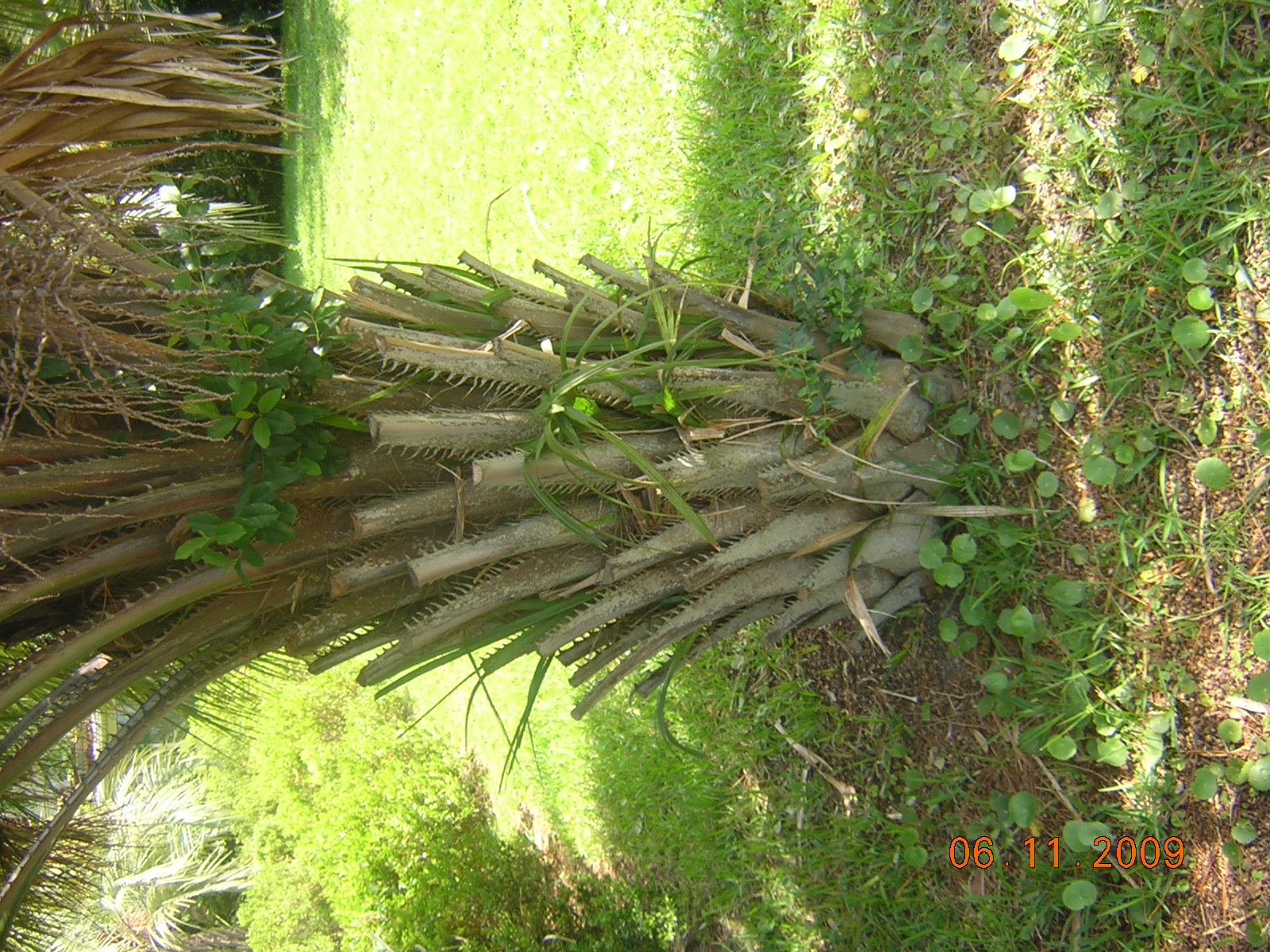 Palms with drooping leaflets - DISCUSSING PALM TREES WORLDWIDE - PalmTalk