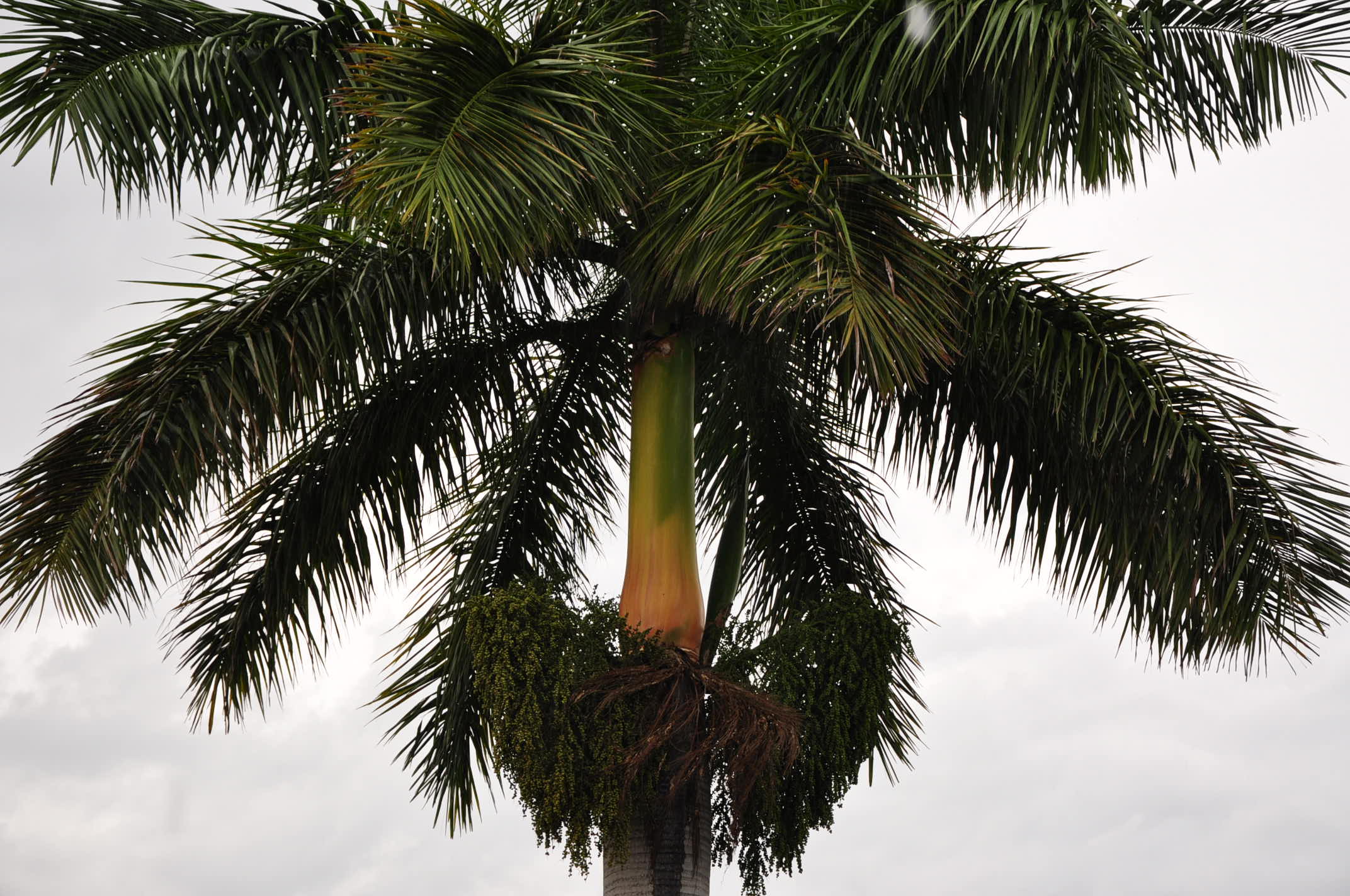 Royal Crown - DISCUSSING PALM TREES WORLDWIDE - PalmTalk