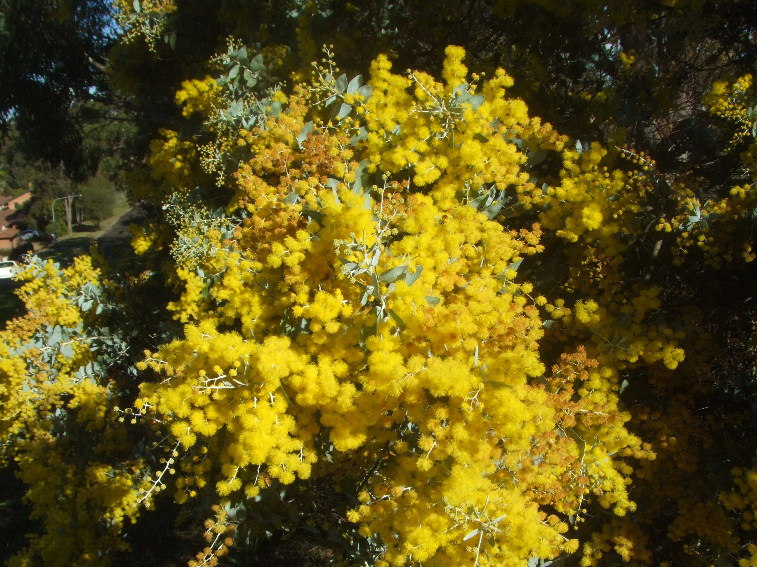 a nice wattle - TROPICAL LOOKING PLANTS - Other Than Palms - PalmTalk