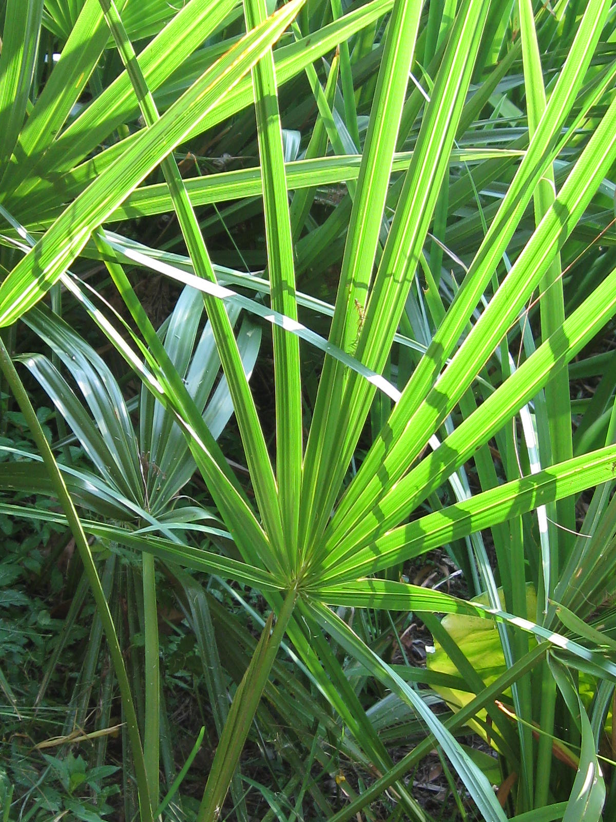 Anybody growing Sabal minor? - DISCUSSING PALM TREES WORLDWIDE - PalmTalk