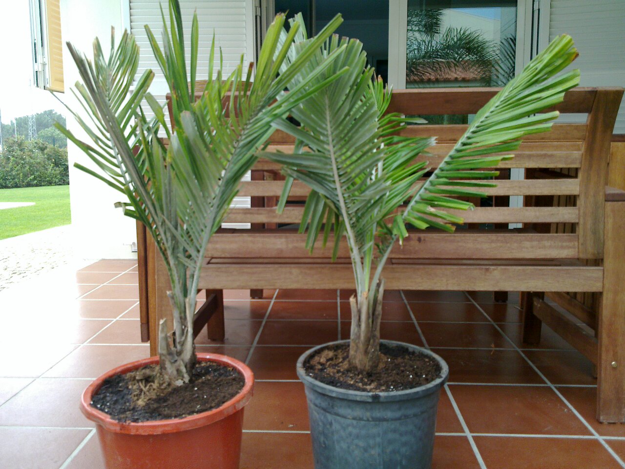 Wonderful new acquisitions! - DISCUSSING PALM TREES WORLDWIDE - PalmTalk